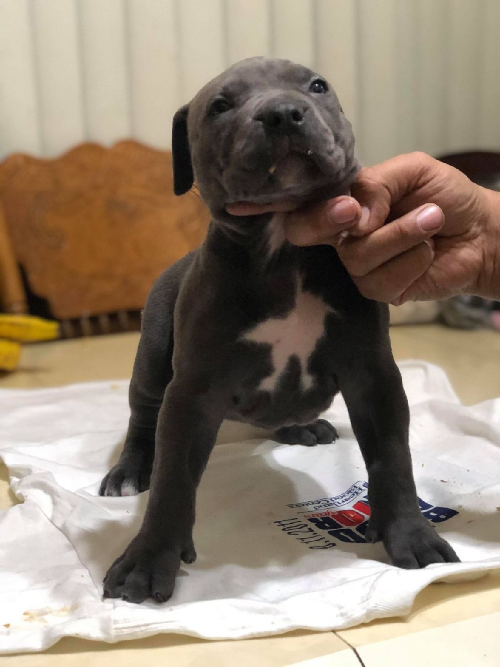 Ukc pitbull puppies - Chicago Dogs for Sale or Adoption Offered - Claz.org