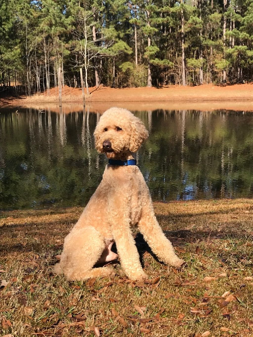 (New Litter) F1 Labradoodle Puppies For Sal- Born 1/19/20 - Claz.org