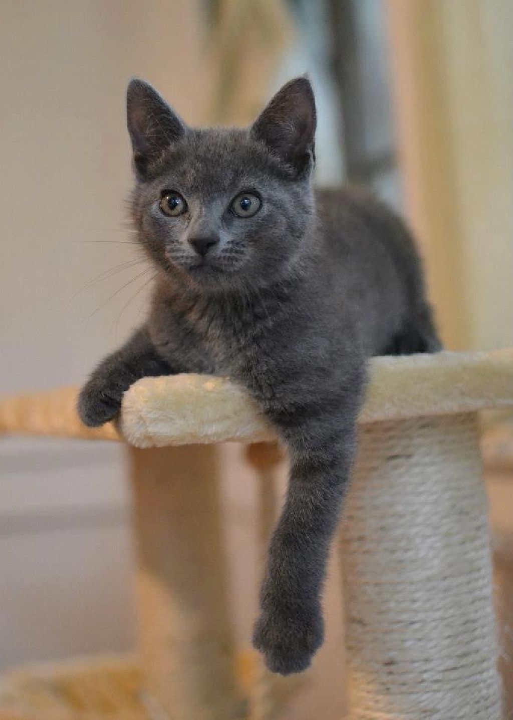 WANTED: Gray blue kitten - Claz.org