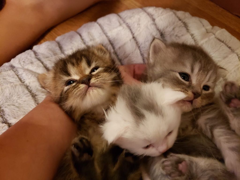 Persian Chinchilla & Turkish Angora Mix Kittens for sale (~3 months old ...