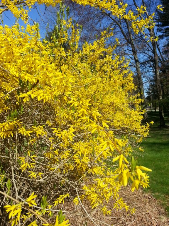 Tress and Plants - Claz.org