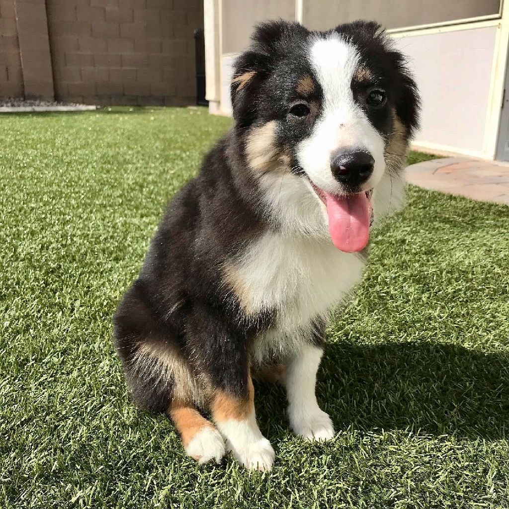 AKC Mini Aussie Tri-Color Male Puppy - Claz.org