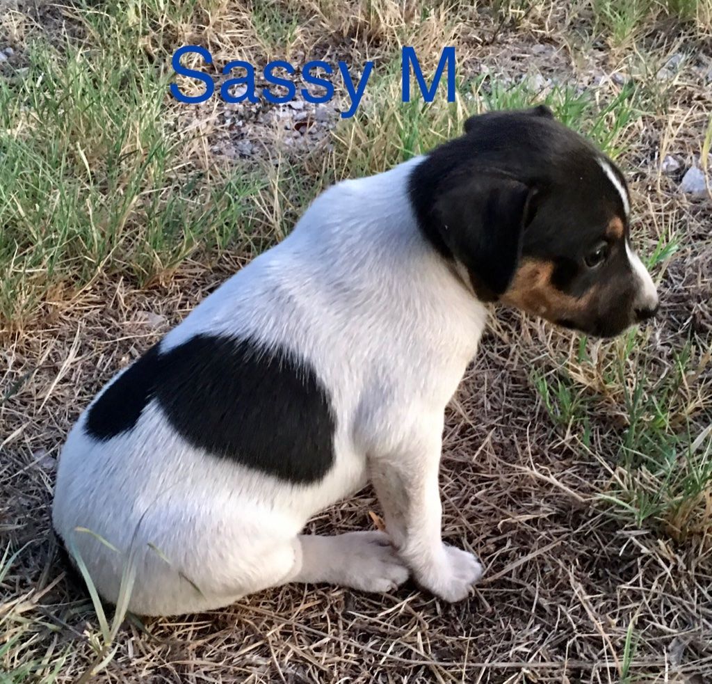 Miniature Rat Terrier Puppies - Claz.org