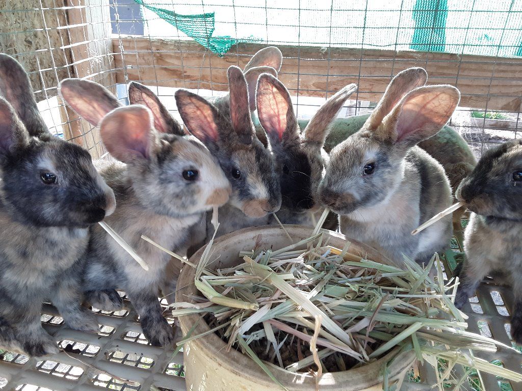 6 week old Harlequin Rabbits - Claz.org
