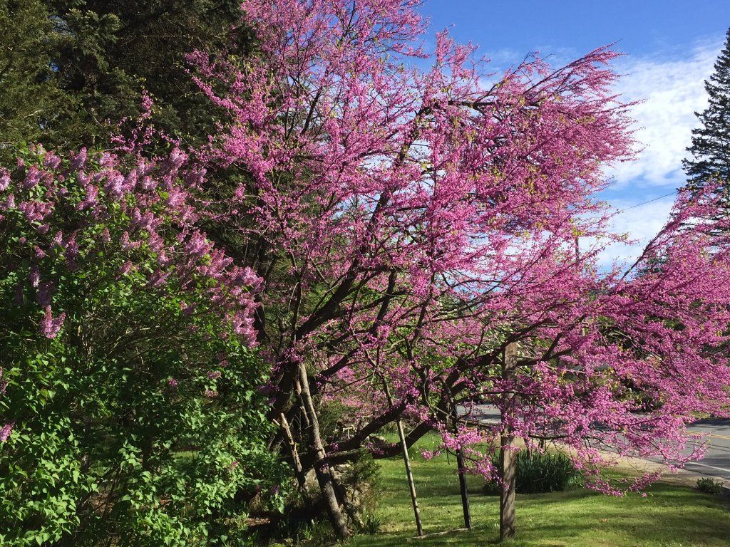 Tress and Plants - Claz.org