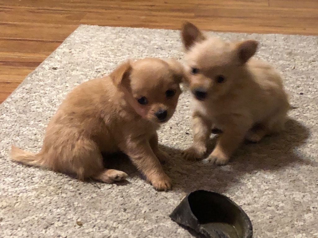 Pomchi puppies - Claz.org