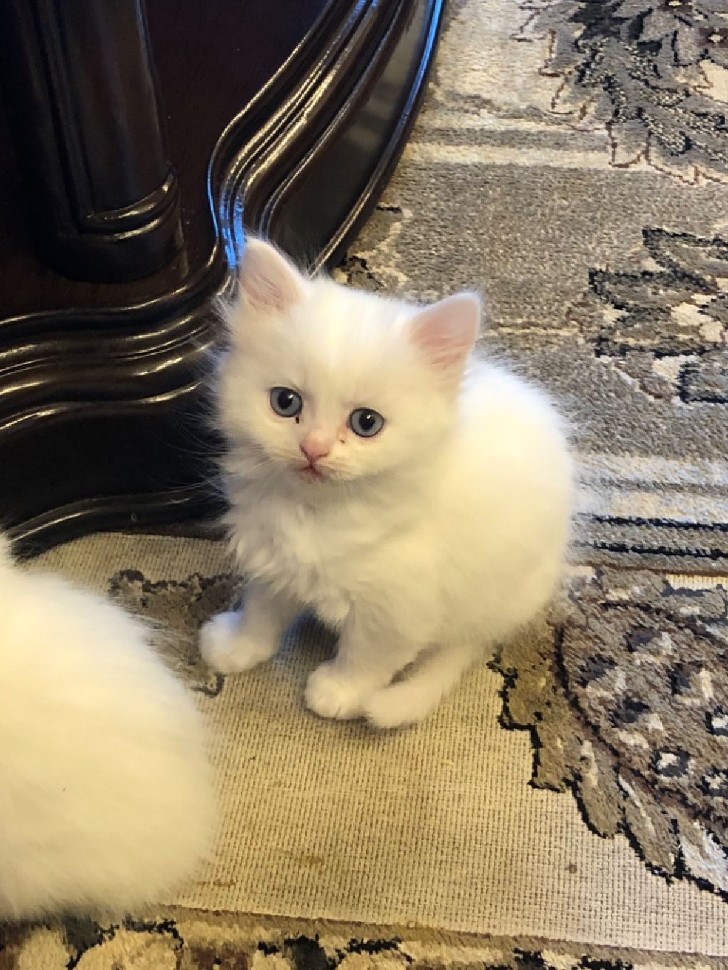 Persian Chinchilla & Turkish Angora Mix Kittens for sale (~3 months old ...