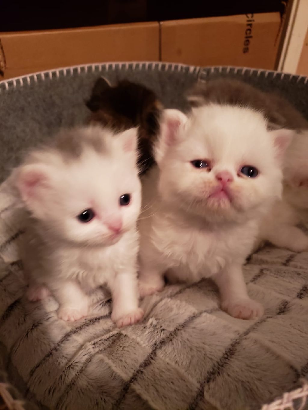 Persian Chinchilla & Turkish Angora Mix Kittens for sale (~3 months old ...