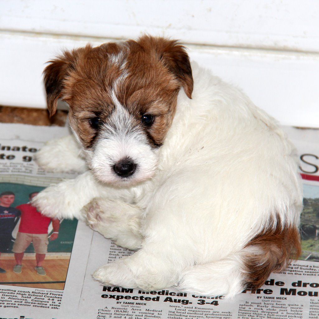 Short Legged Jack Russell Terrier Puppies - Claz.org