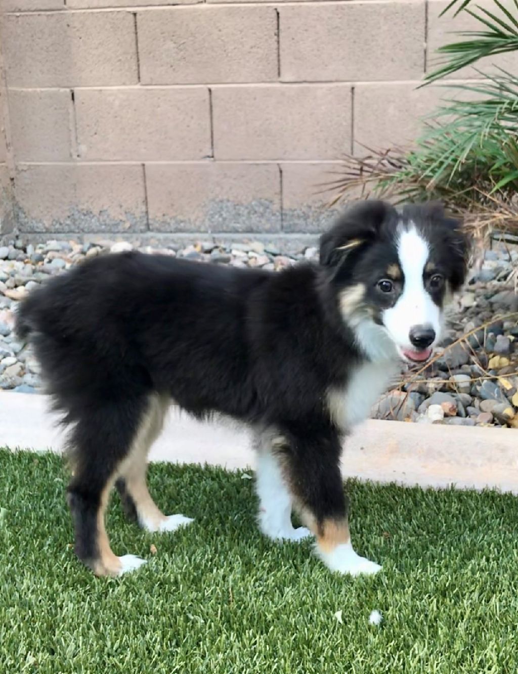 AKC Mini Aussie Tri-Color Male Puppy - Claz.org