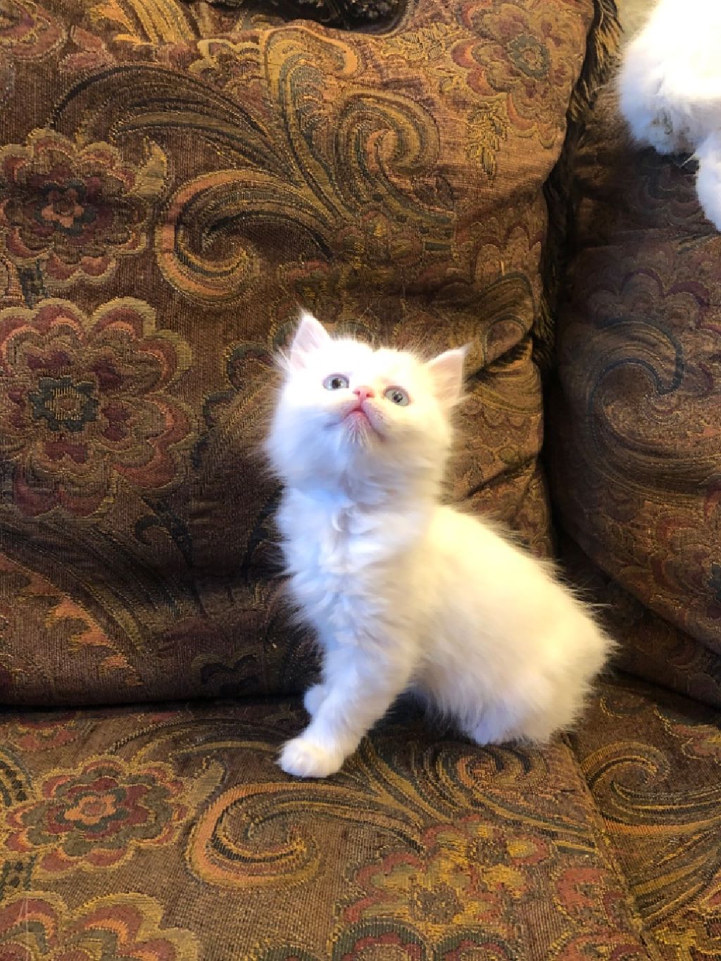 Persian Chinchilla & Turkish Angora Mix Kittens for sale (~3 months old ...