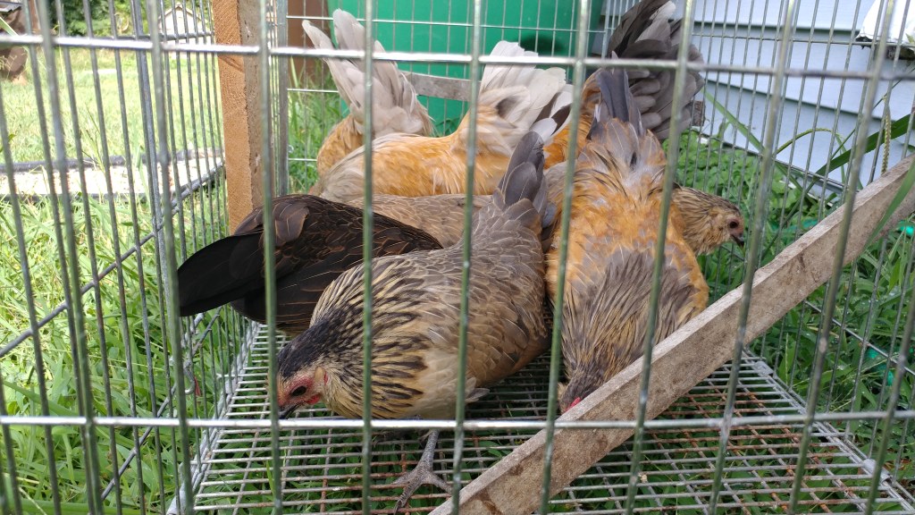 Banham chickens - High Point Animals and Pets for Adoption Offered ...