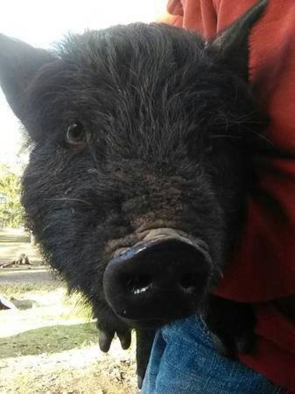 Purebred mini pig or miniature pig / micro pig potbelly pig - Claz.org