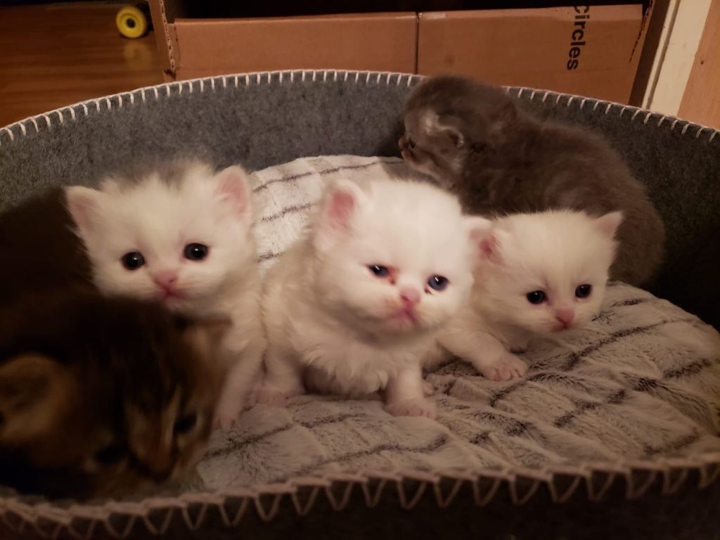 Persian Chinchilla & Turkish Angora Mix Kittens for sale (~3 months old ...