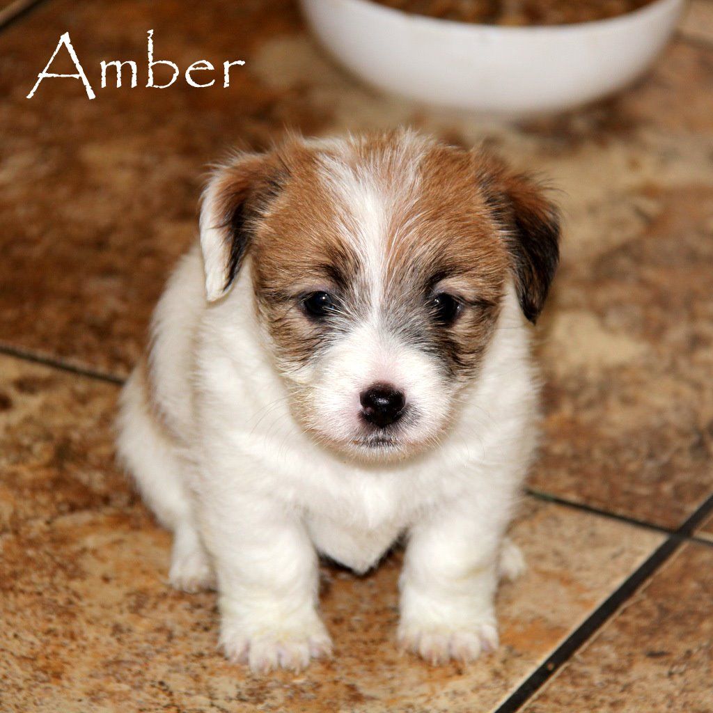 Short Legged Jack Russell Terrier Puppies - Claz.org