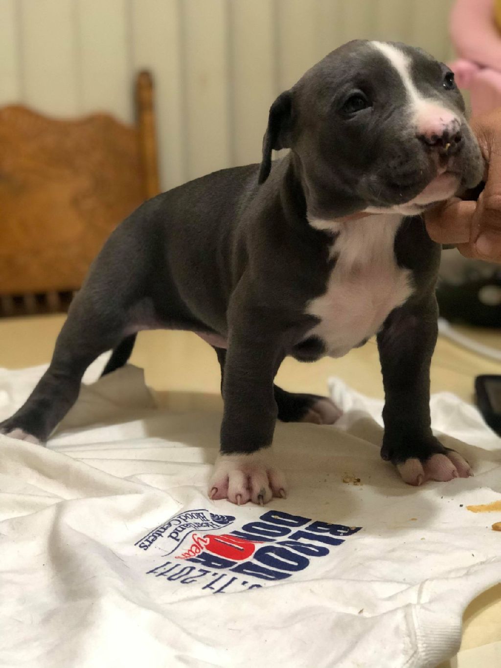 Ukc pitbull puppies - Chicago Dogs for Sale or Adoption Offered - Claz.org