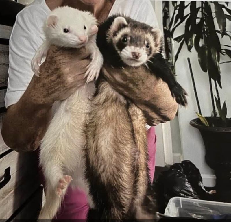 Ferrets - Fall River Small Animals for Sale or Adoption | Claz